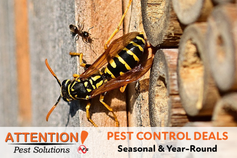 August & September Pest Control Deals - ATTENTION Pest Solutions
