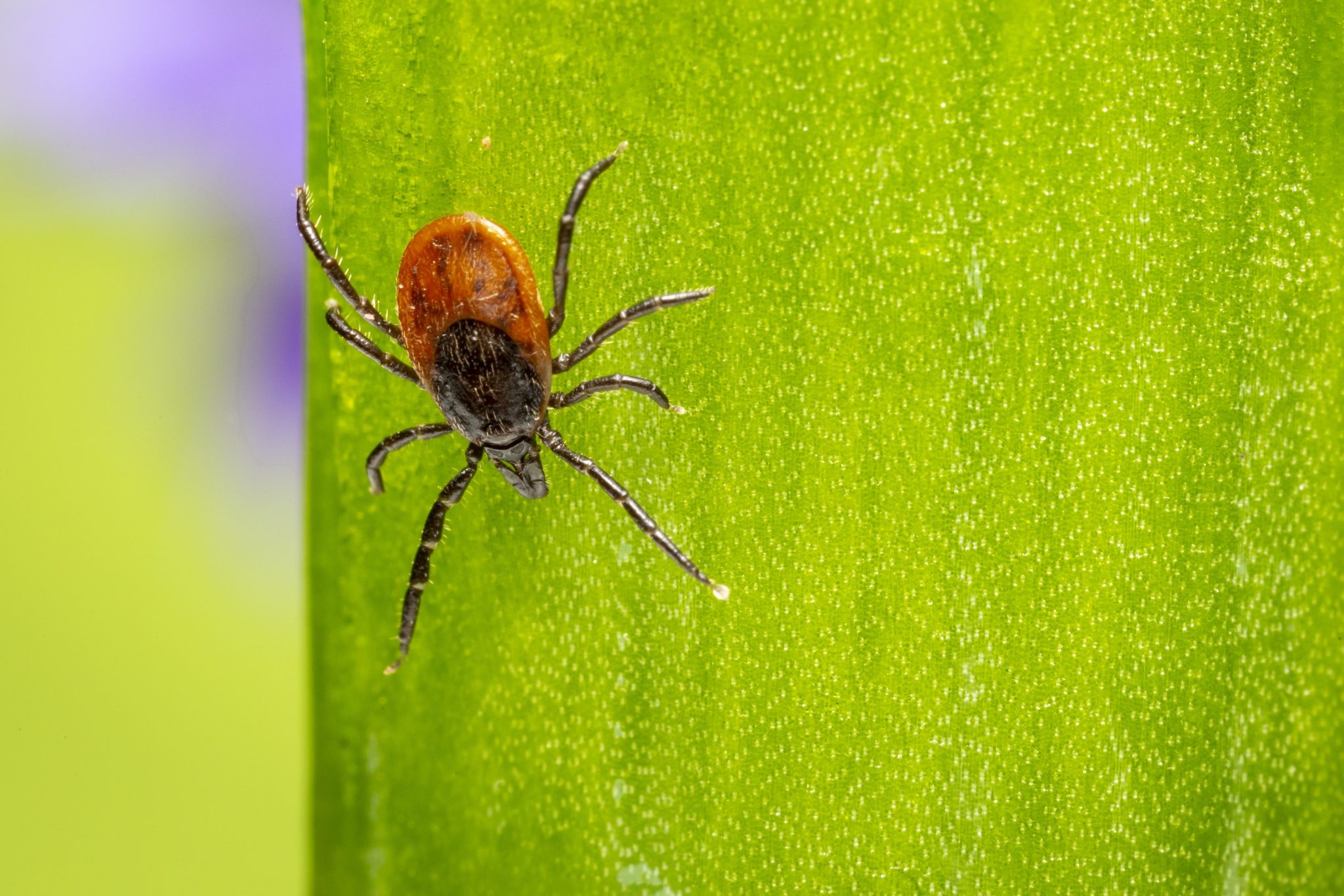 10 Facts About Deer Ticks - ATTENTION Pest Solutions