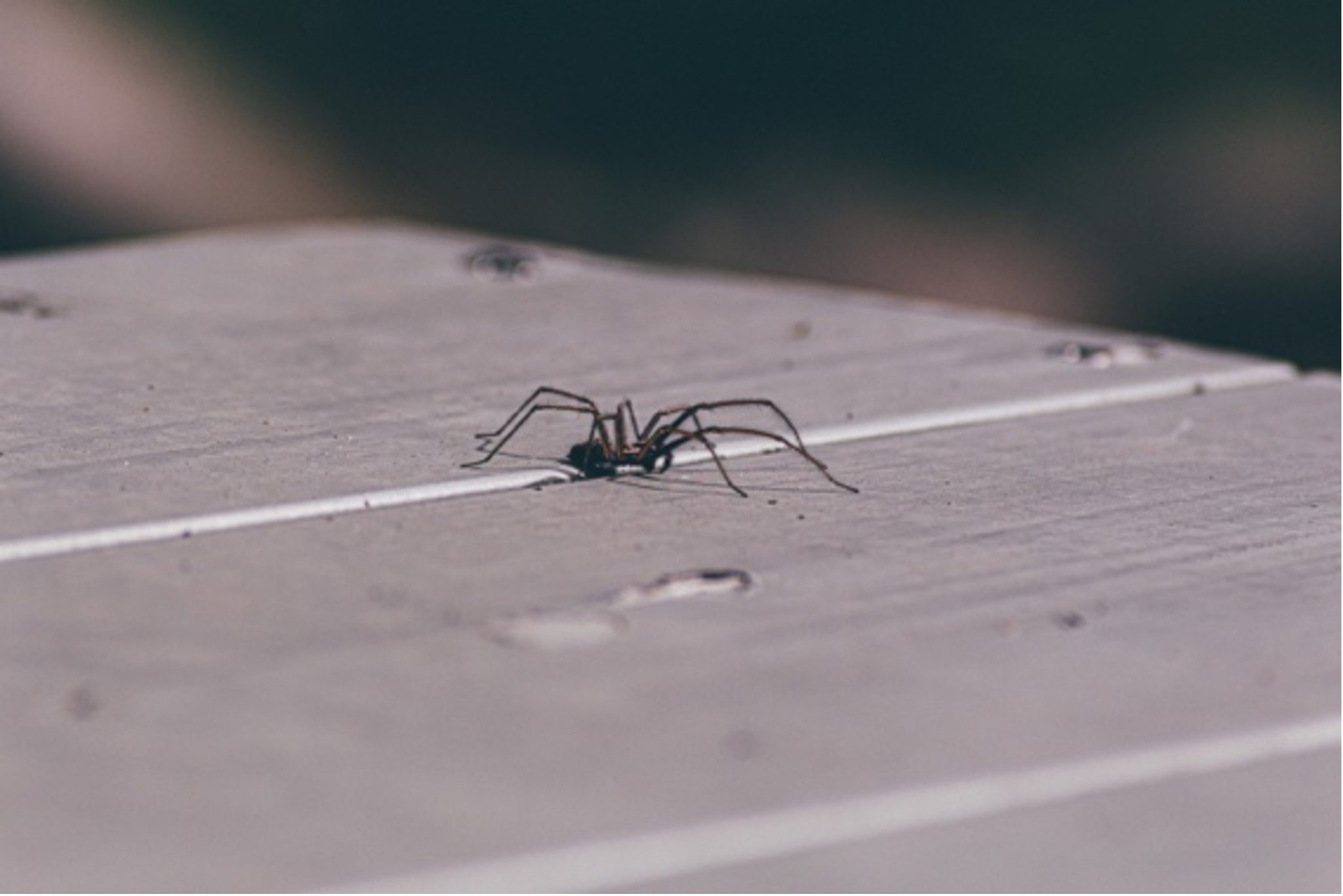 Are Spiders More Common in the Winter? - ATTENTION Pest Solutions