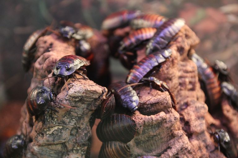 The Dangers of Cockroaches - ATTENTION Pest Solutions