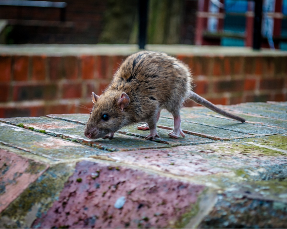 Why Do Rats Invade Commercial Spaces? - ATTENTION Pest Solutions